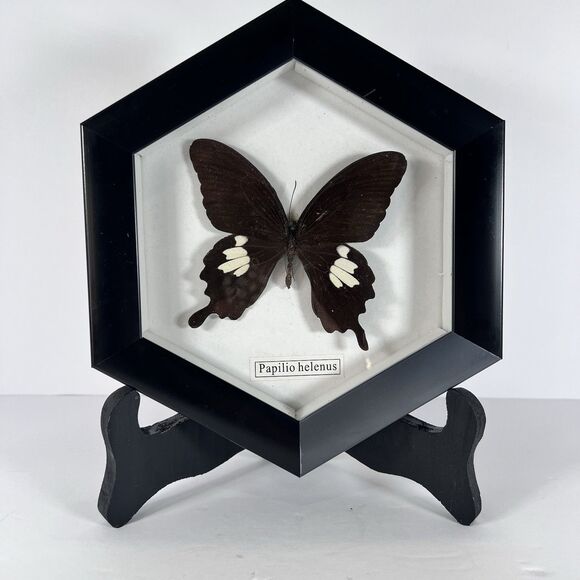 Wall Decor | Butterfly Taxidermy Papilio Helenus Black White 8 Framed ...